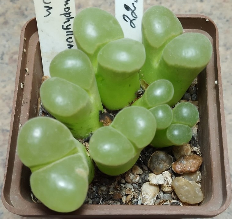 2256 Conophytum longum весь горшик це одна рослина , вік приблизно 8 ...