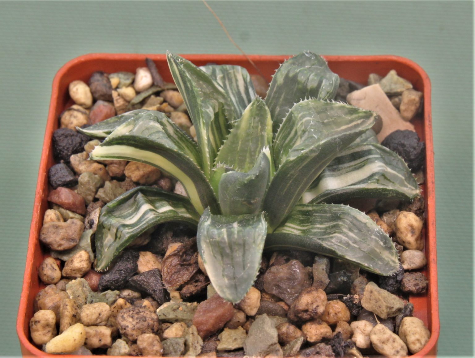Товары — Cactus-shop