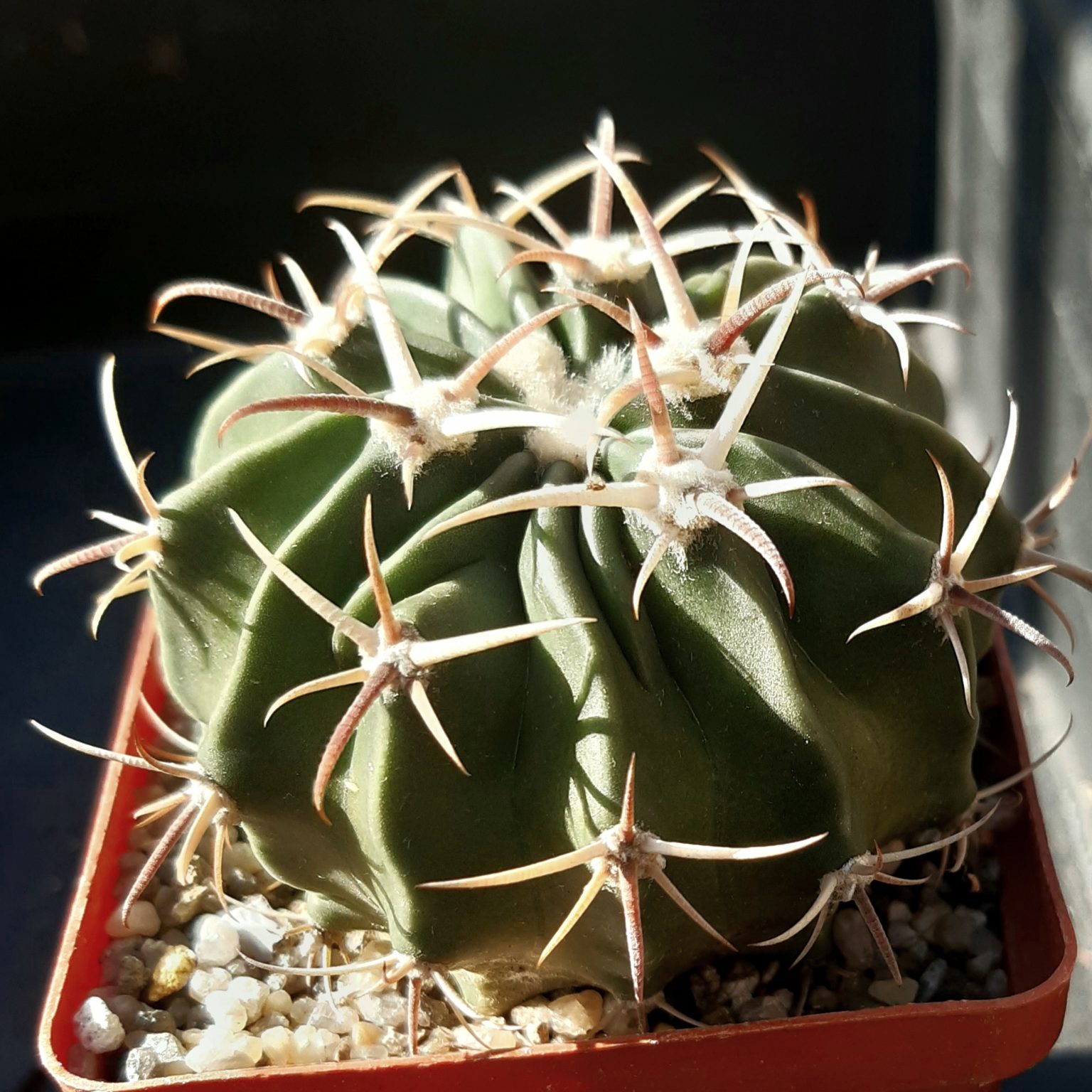Homalocephala (=Echinocactus) texensis — Cactus-shop