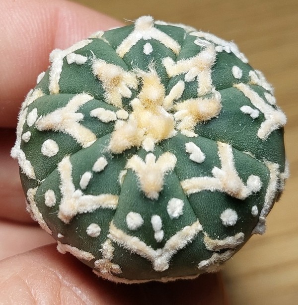 5338 Astrophytum asterias ‘Super Kabuto’ V-type — Cactus-shop