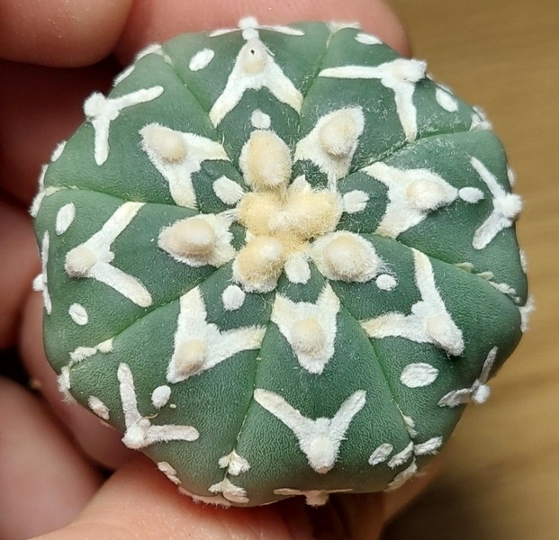 5364 Astrophytum asterias ‘Super Kabuto’ V-type — Cactus-shop