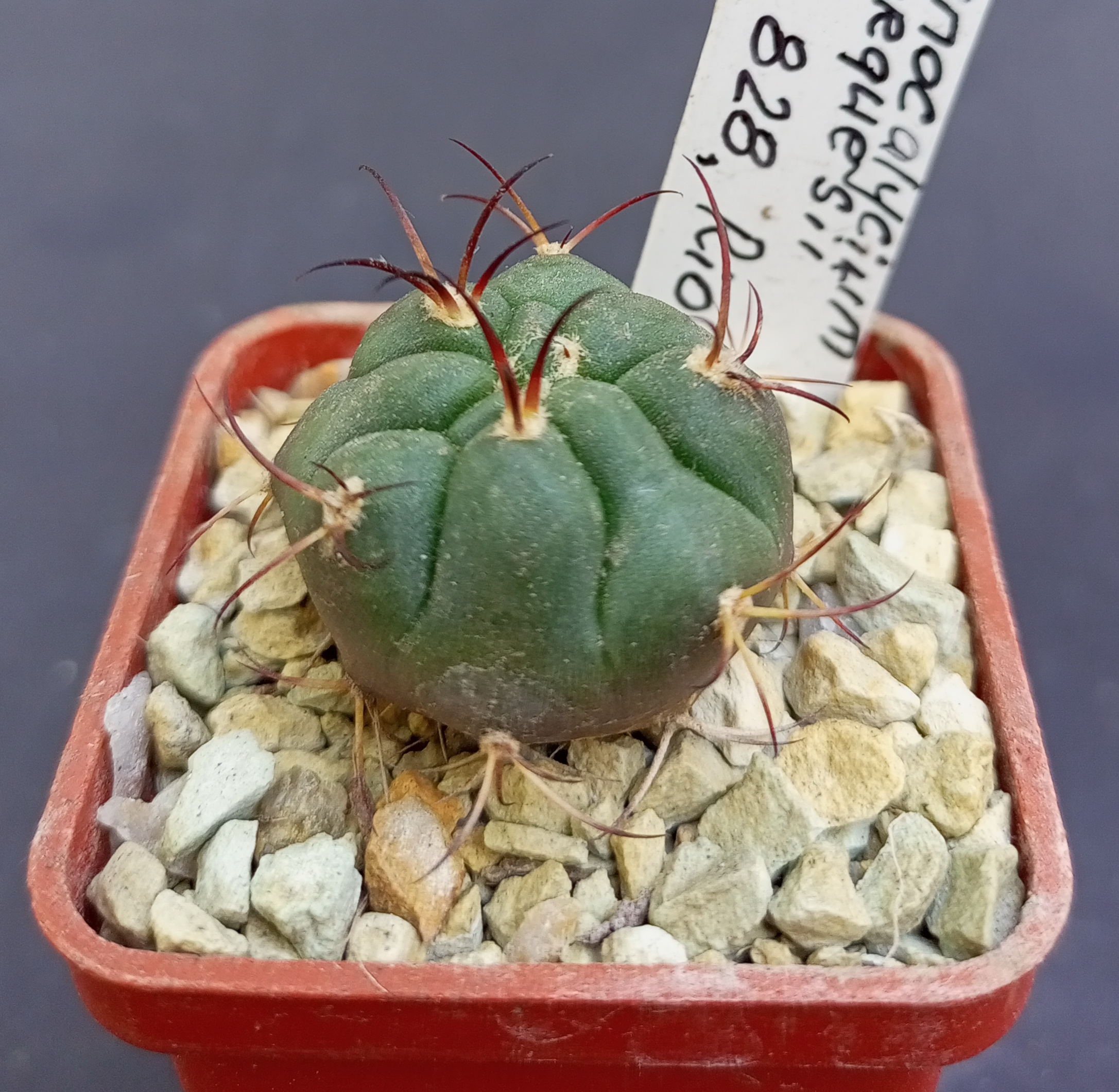 Shrike — Cactus-shop