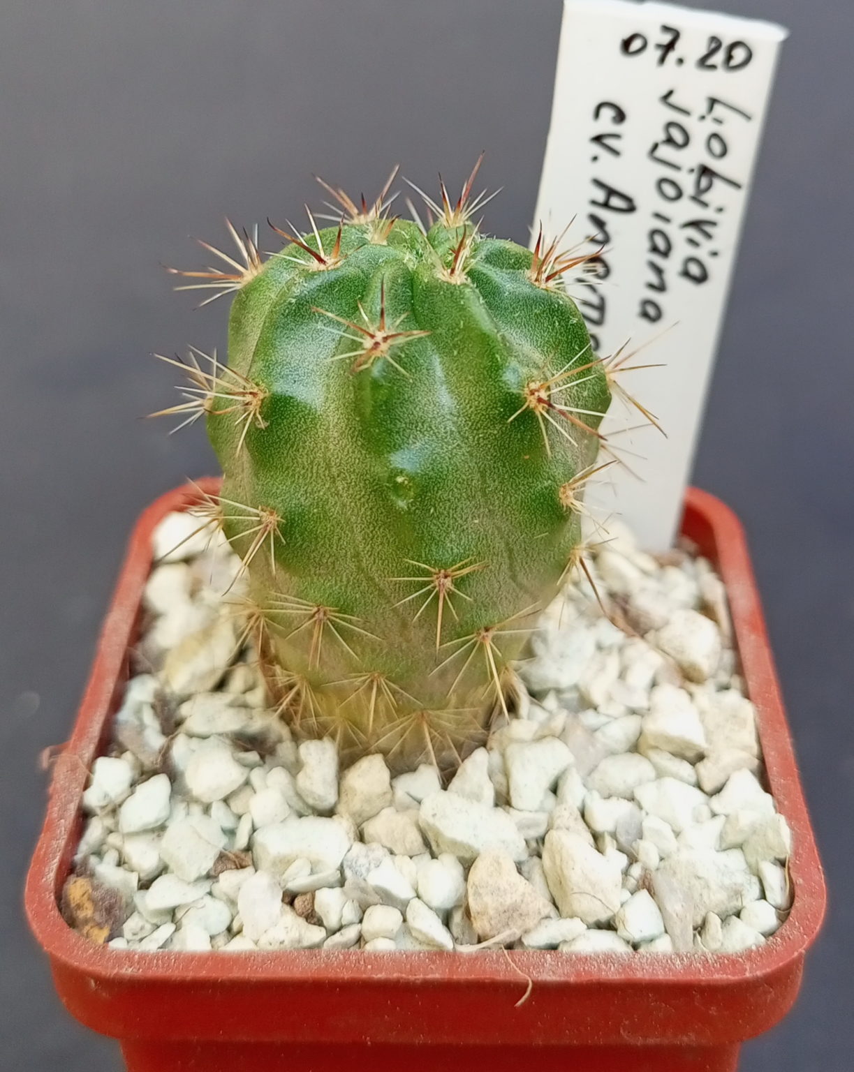 Товары — Страница 18 из 1793 — Cactus-shop