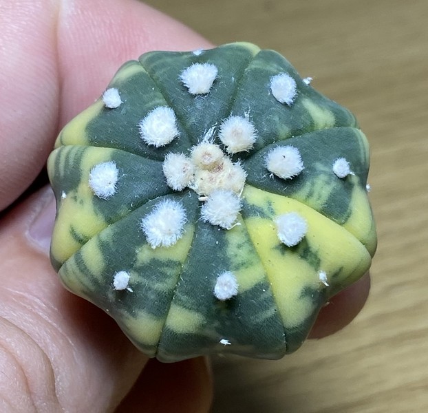 5428 Astrophytum asterias ‘Star shape’ f.variegata — Cactus-shop
