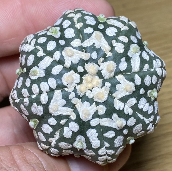 5456 Astrophytum asterias ‘Super Kabuto Star shape’ V-type — Cactus-shop