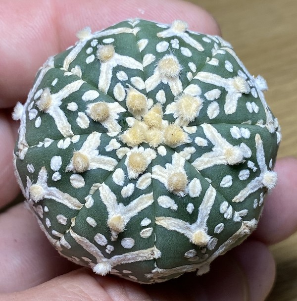 5459 Astrophytum asterias ‘Super Kabuto’ V-type — Cactus-shop