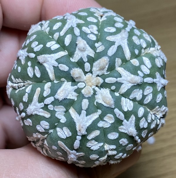 5467 Astrophytum asterias ‘Super Kabuto’ V-type — Cactus-shop