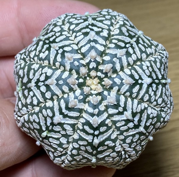 5469 Astrophytum asterias ‘Super Kabuto’ V-type — Cactus-shop