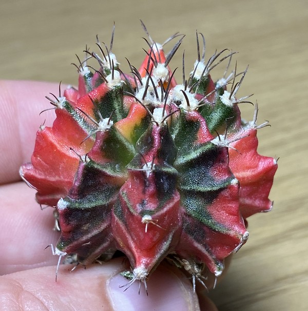 5538 Gymnocalycium mihanovichii ‘Pony Pink’ — Cactus-shop