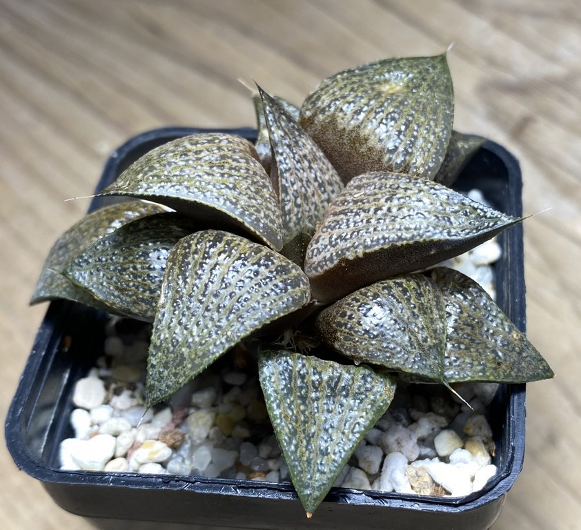 28655 Haworthia magnifica v.splendens -Dekriet Road- — Cactus-shop