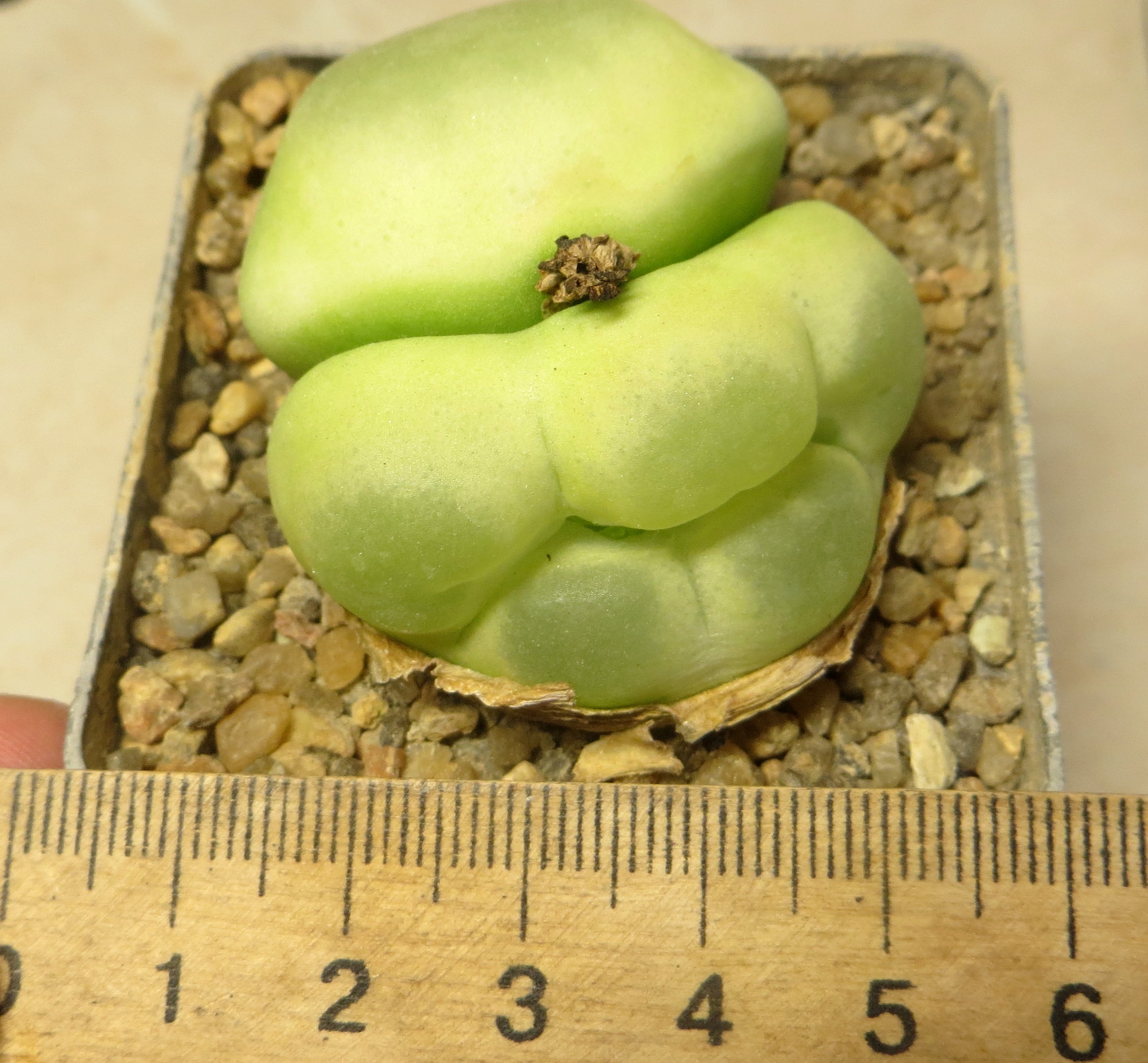 conophytum ratum — Cactus-shop