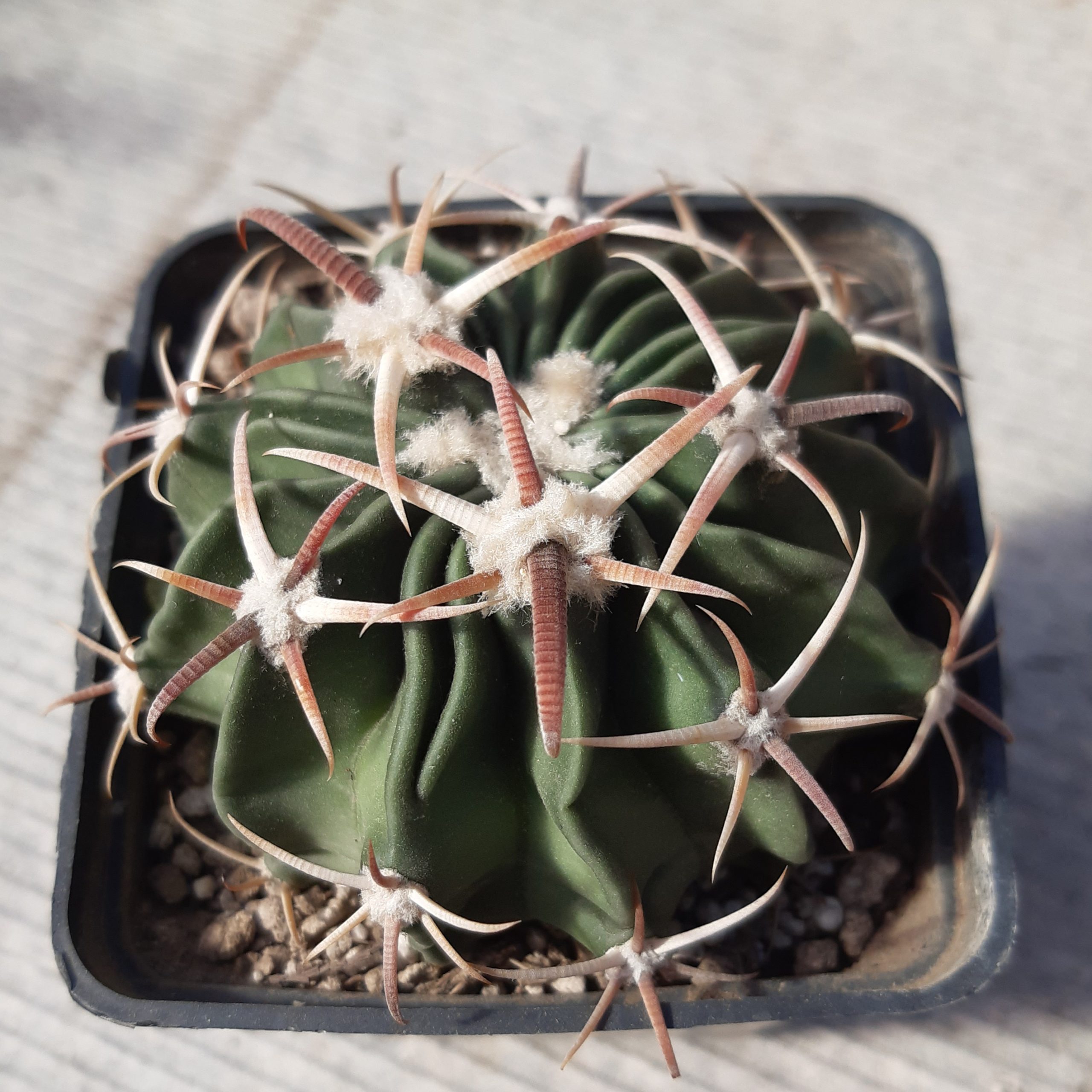 Homalocephala (=Echinocactus) texensis — Cactus-shop