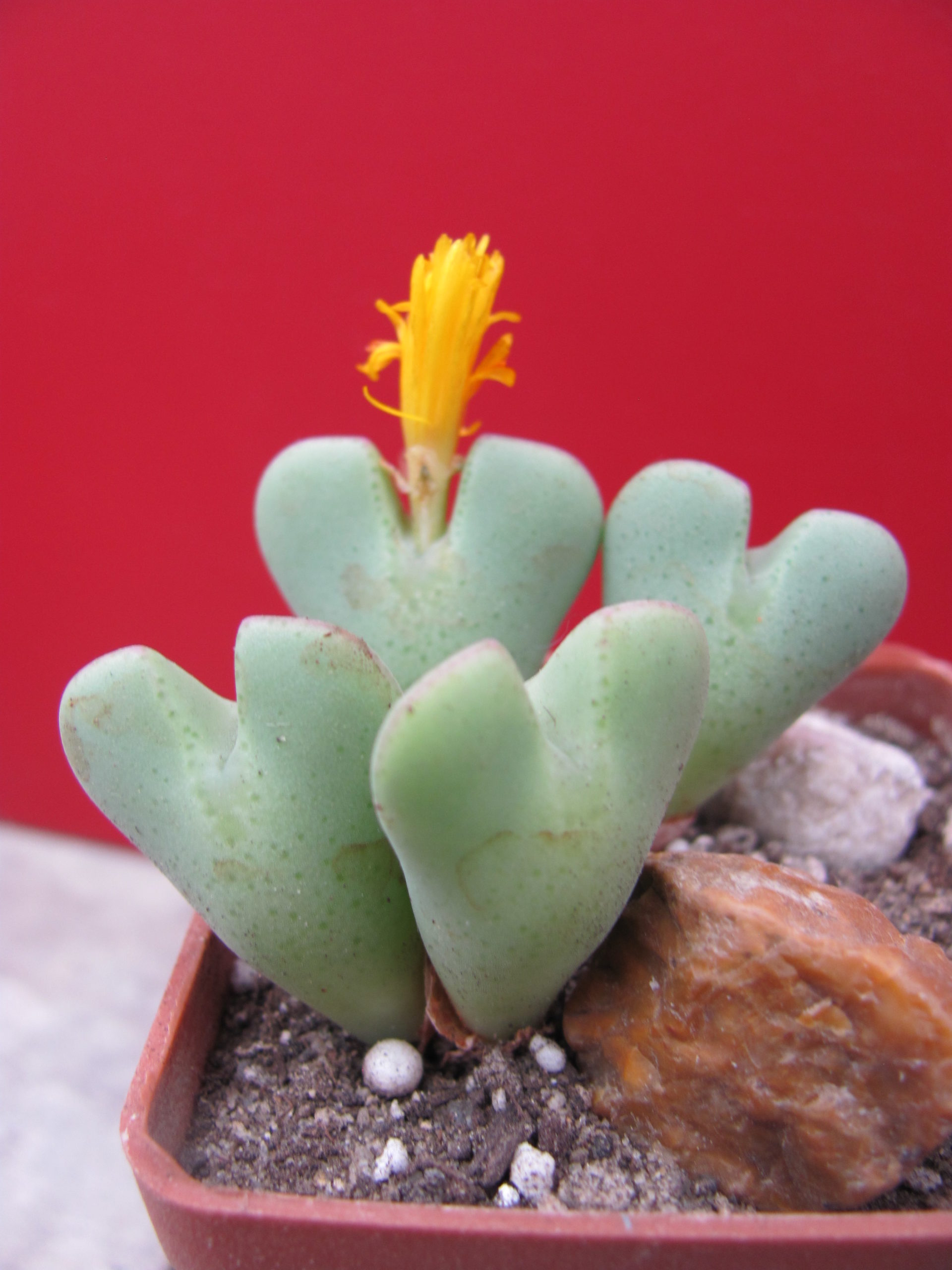 Conophytum ... — Cactus-shop
