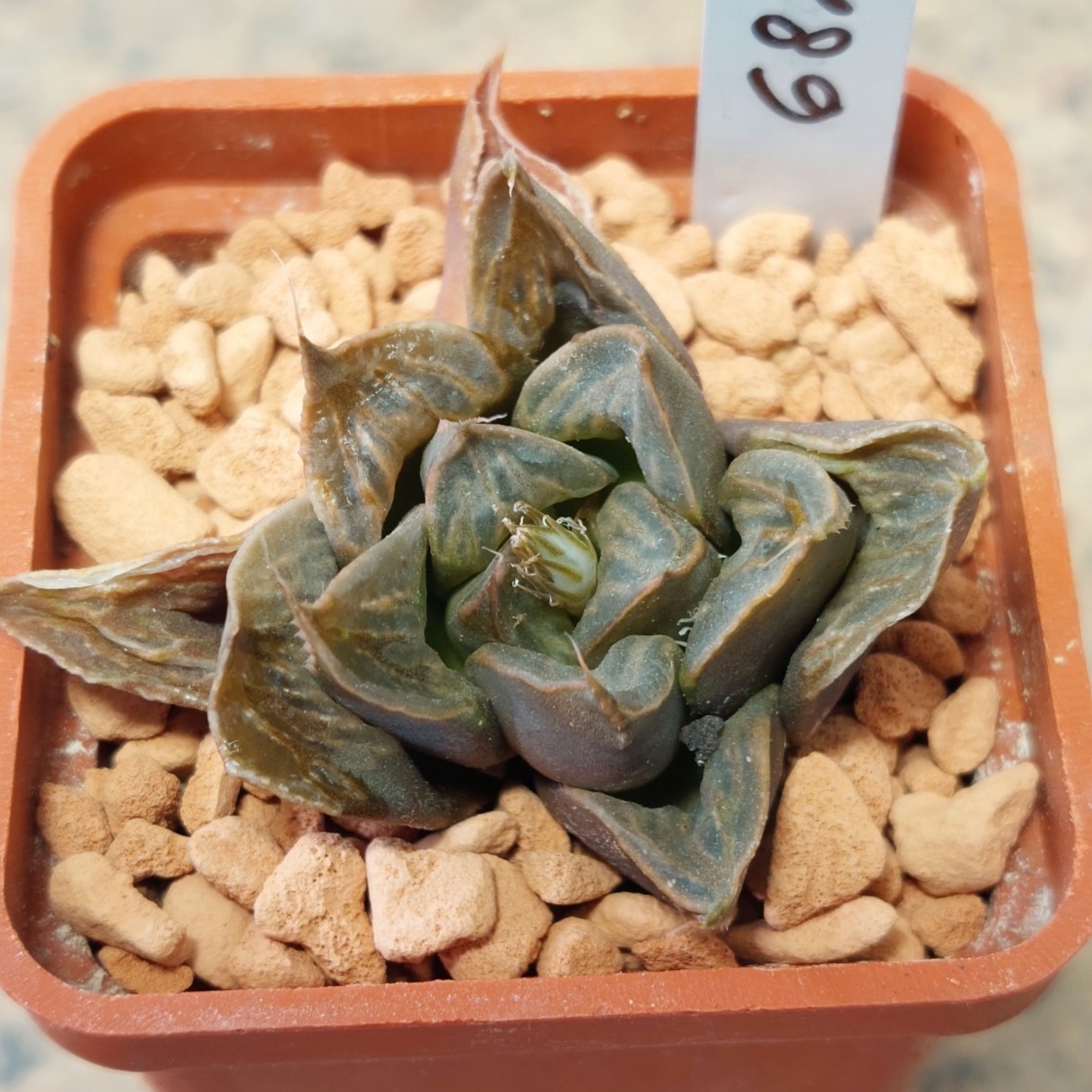 6827 Haworthia mutica hybrid — Cactus-shop