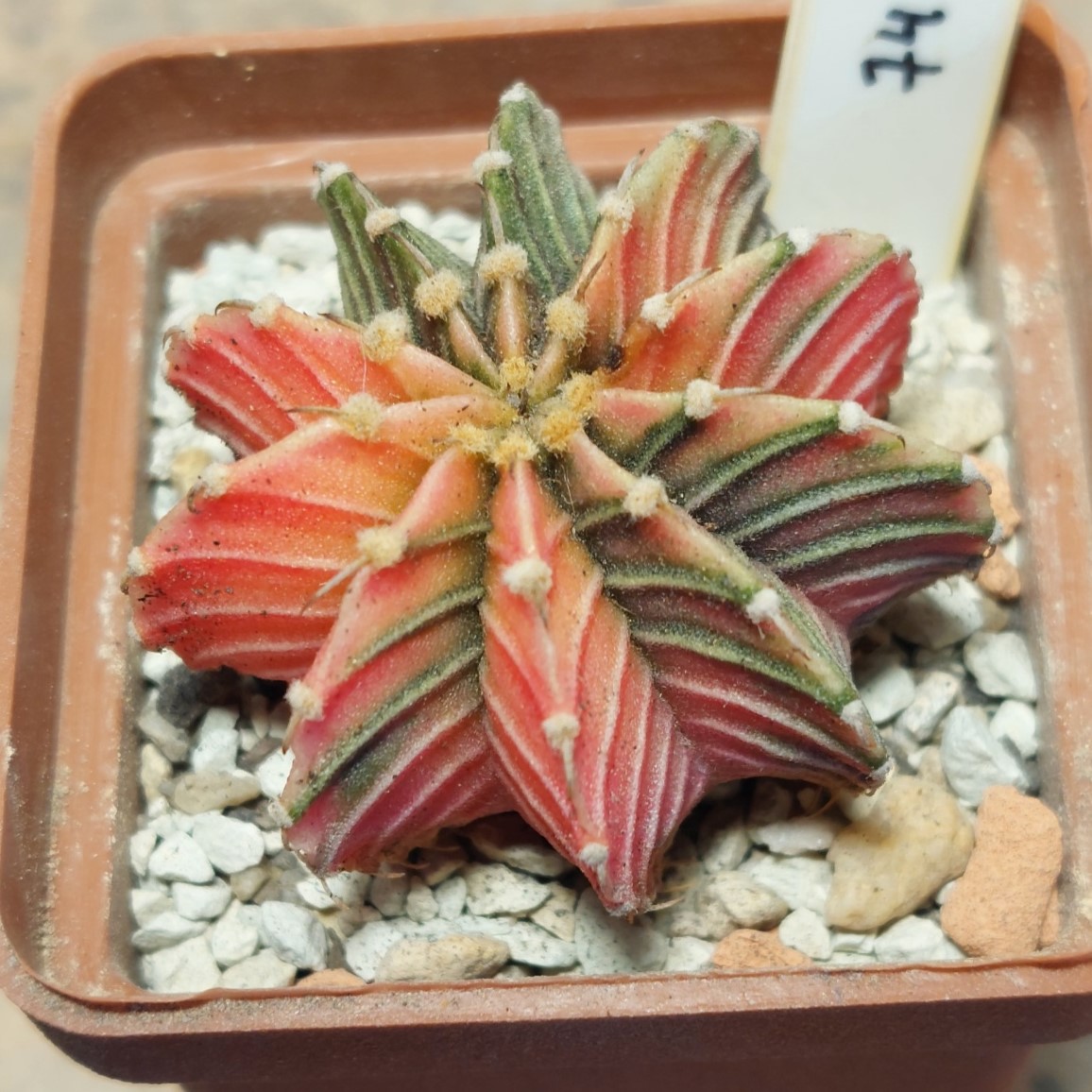 7423 Gymnocalycium friedrichii LB f.variegata — Cactus-shop