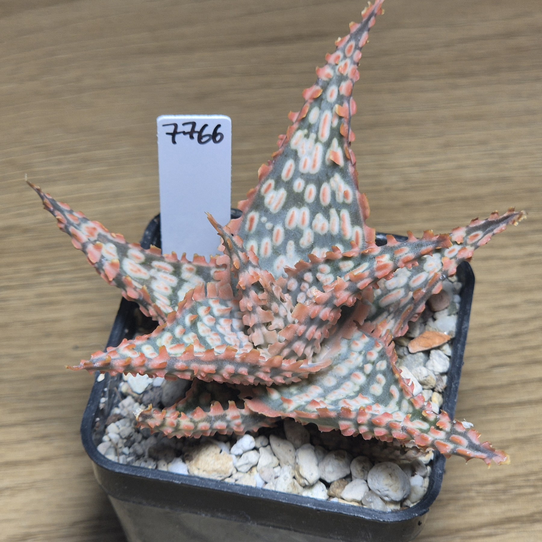 7766 Aloe hybrid -Thailand- — Cactus-shop