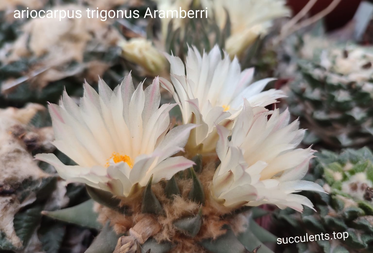 насіння ariocarpus trigonus Aramberri seeds — Cactus-shop
